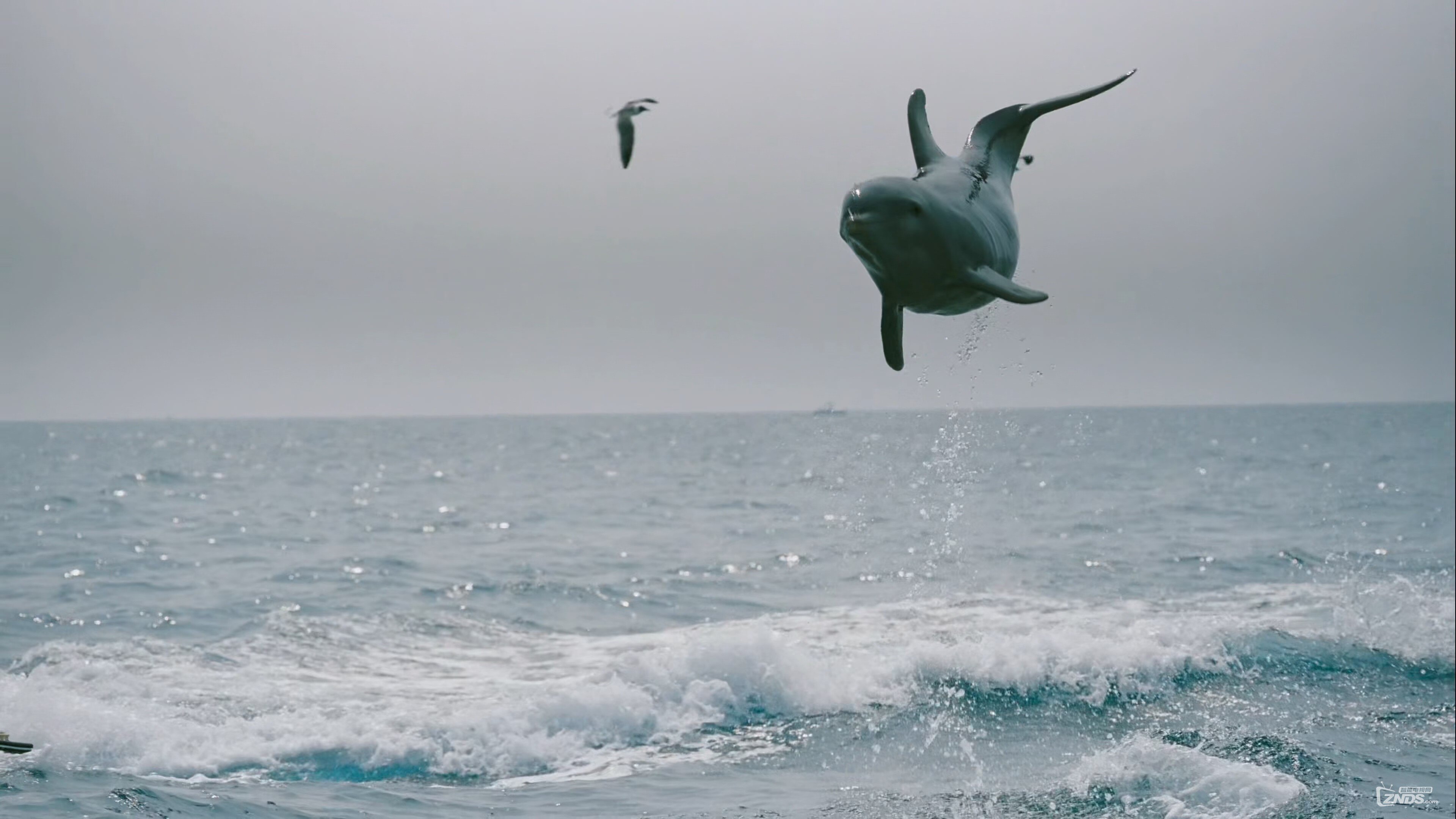 [4K IMAX 纪录片] 海豚 Dolphins 2000 [2160P/MKV/1.72GB]_影音爱好者_ZNDS