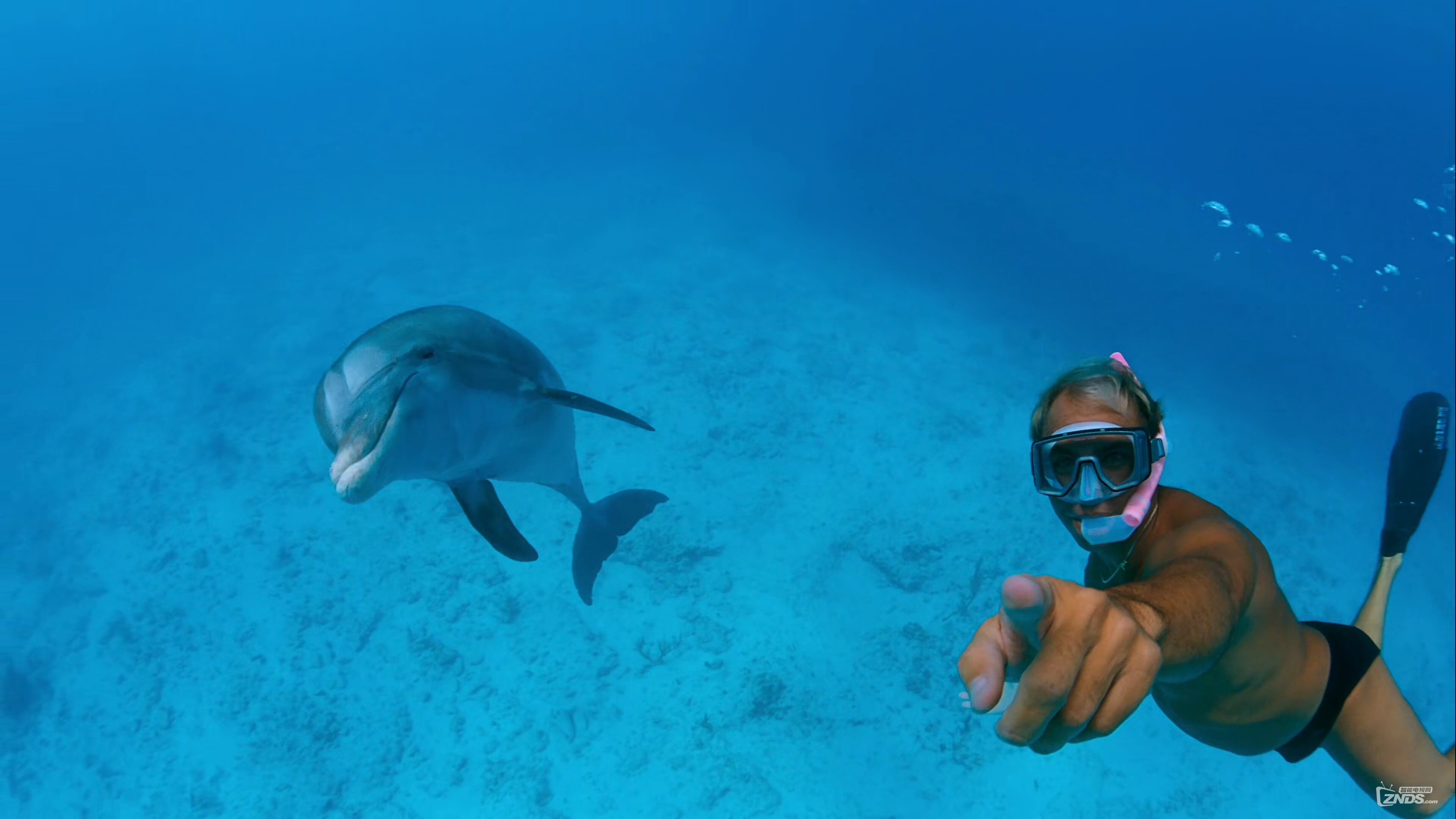 [4K IMAX 纪录片] 海豚 Dolphins 2000 [2160P/MKV/1.72GB]_影音爱好者_ZNDS