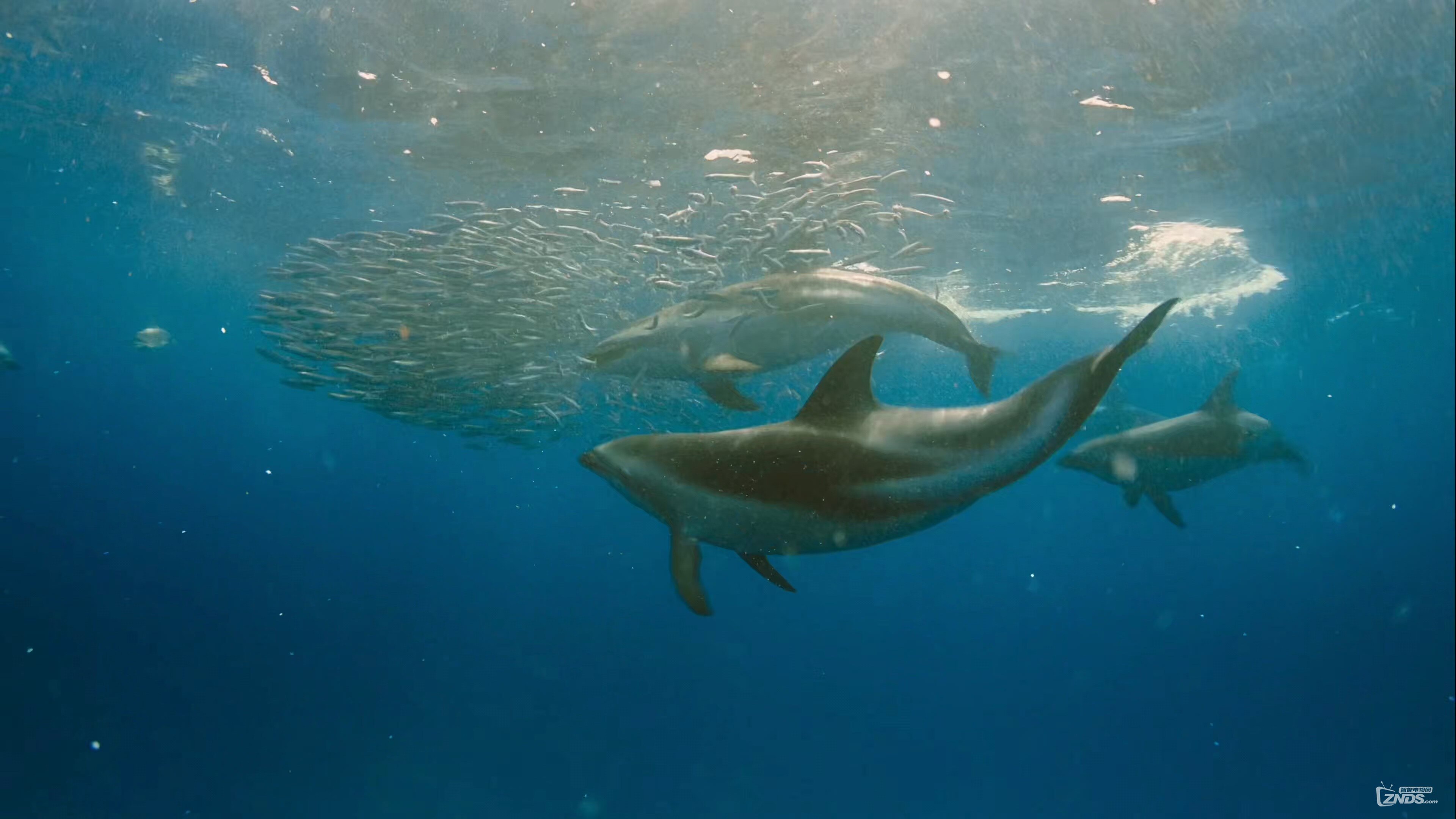 [4K IMAX 纪录片] 海豚 Dolphins 2000 [2160P/MKV/1.72GB]_影音爱好者_ZNDS