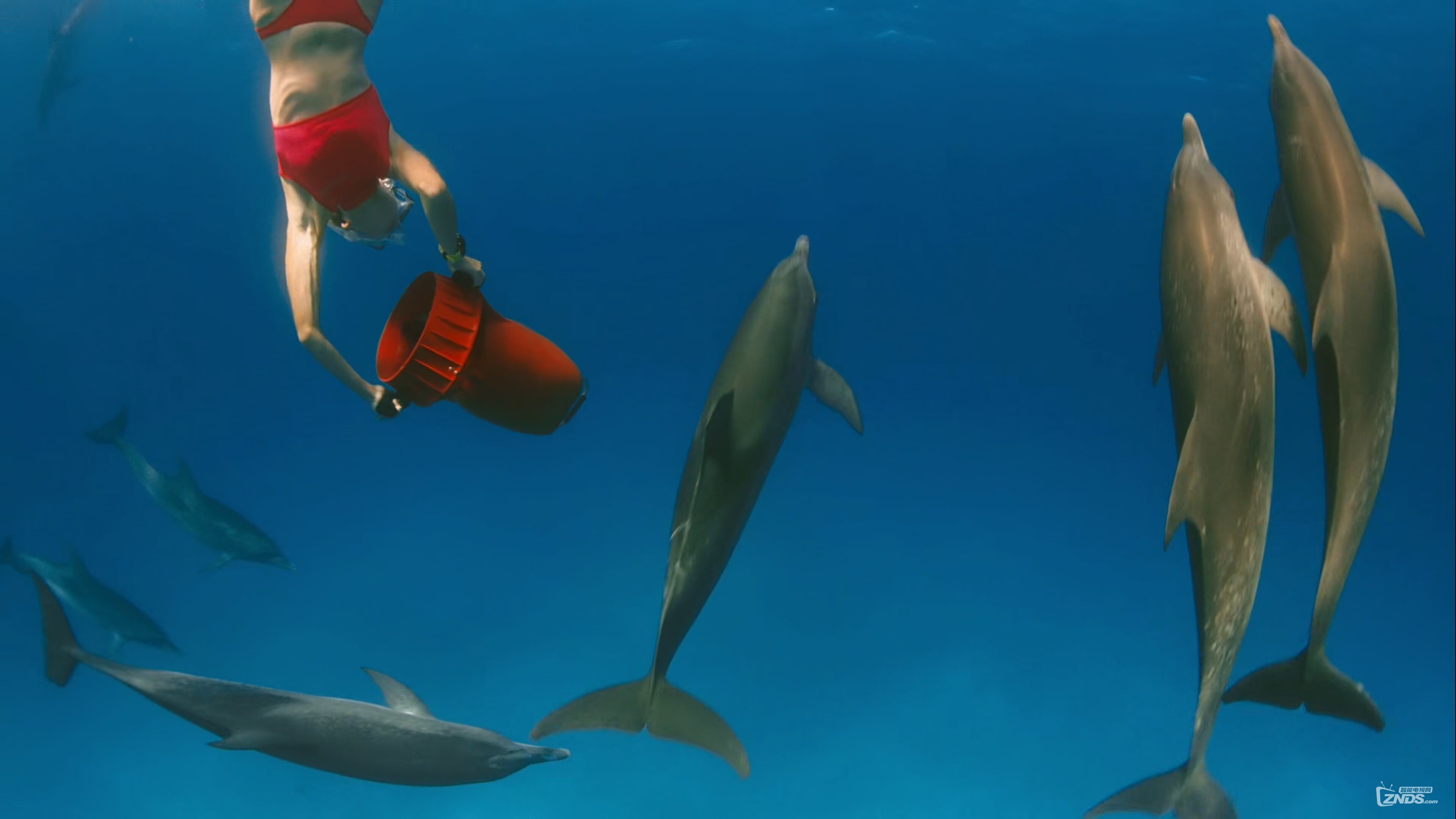 [4K IMAX 纪录片] 海豚 Dolphins 2000 [2160P/MKV/1.72GB]_影音爱好者_ZNDS