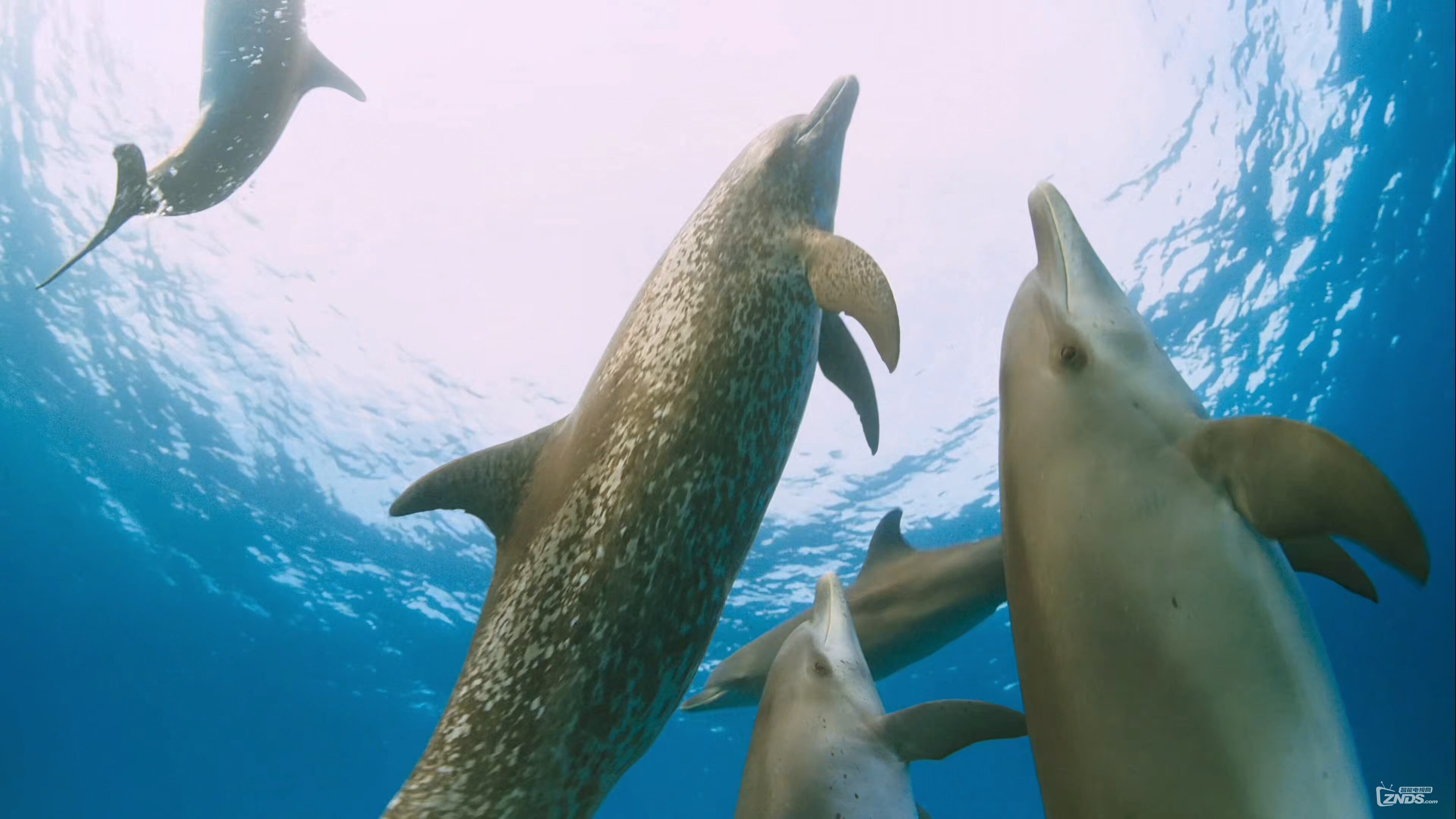 [4K IMAX 纪录片] 海豚 Dolphins 2000 [2160P/MKV/1.72GB]_影音爱好者_ZNDS